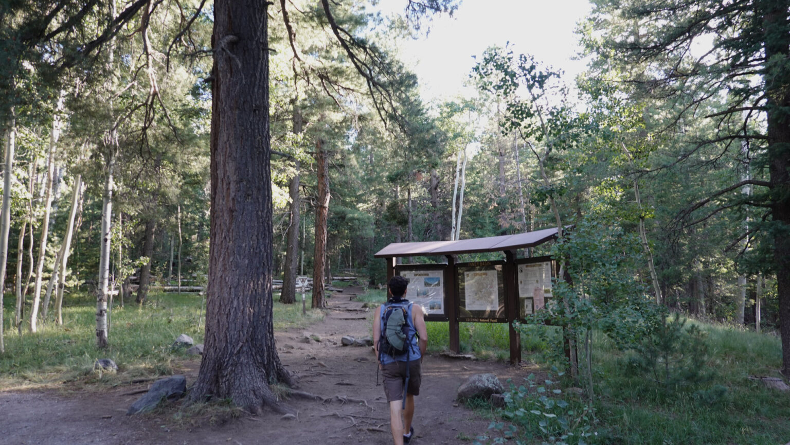 Hiking Inner Basin Trail No. 29 Flagstaff, Arizona - Forever Sabbatical