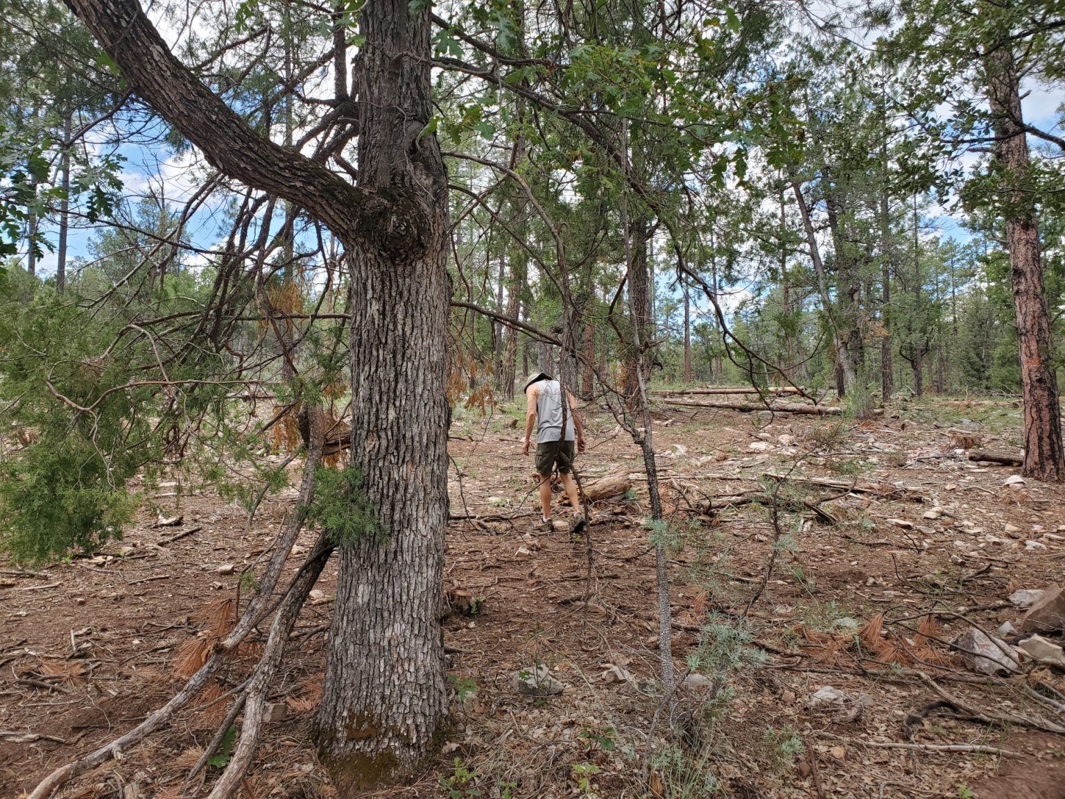 Diamond Point Arizona: Guide to Finding Quartz Crystals - Forever ...