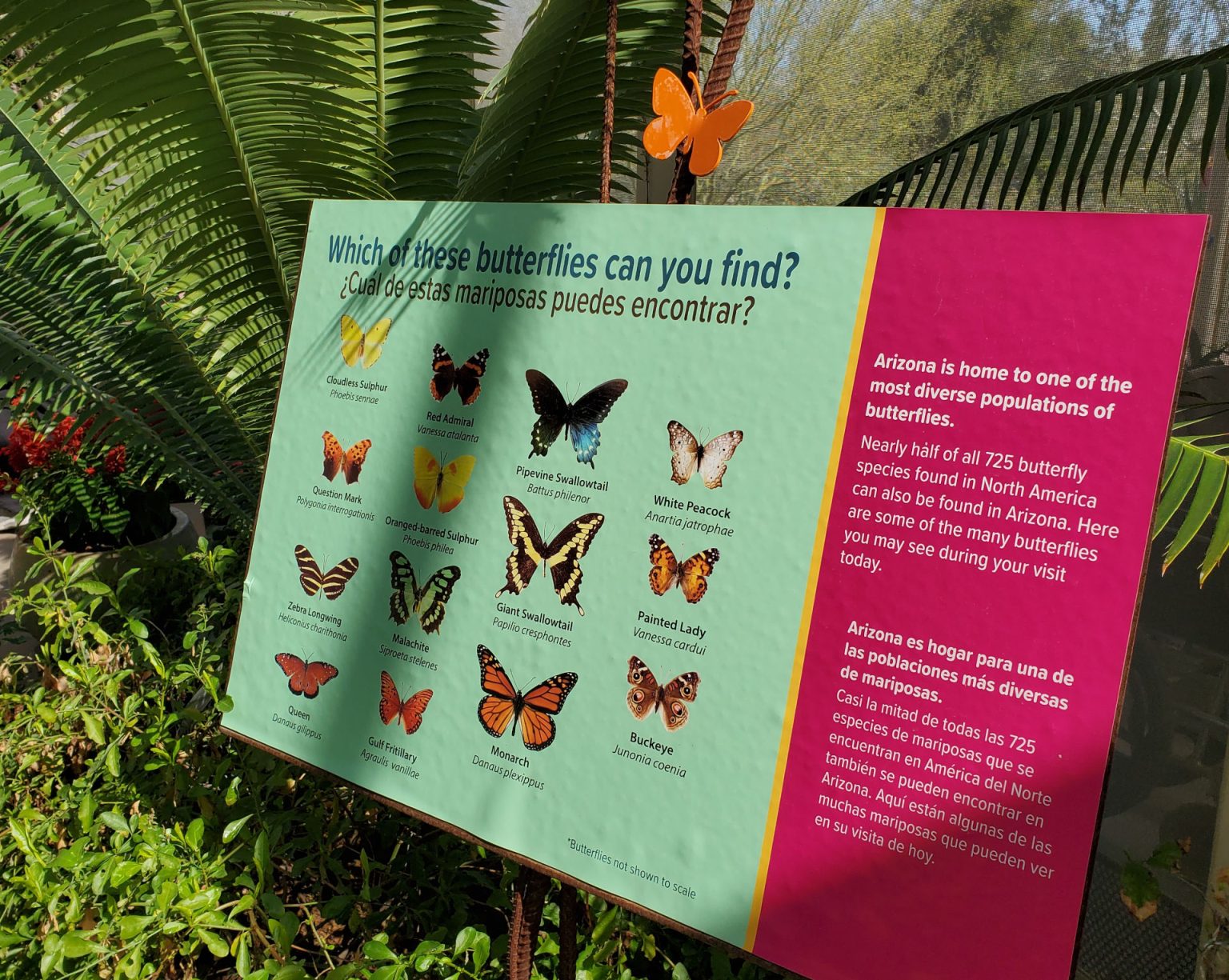 Fluttering Beauty: Exploring the Butterflies at the Desert Botanical ...