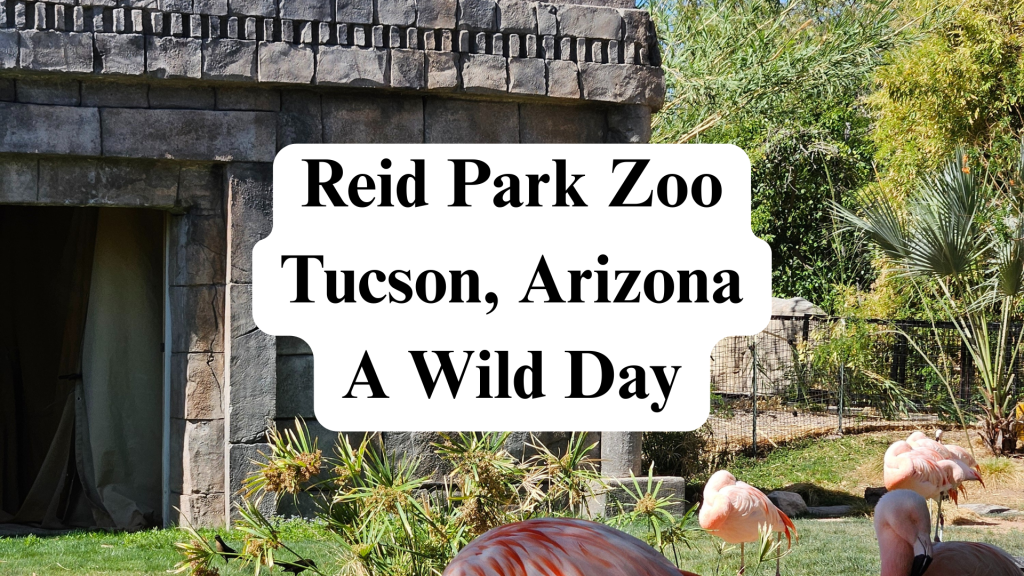 Reid Park Zoo - A Wild Day - Forever Sabbatical
